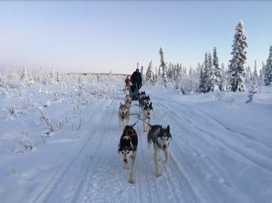 Dog Sledding Aurora Tours in Fairbanks, Alaska – theauroraguy.com